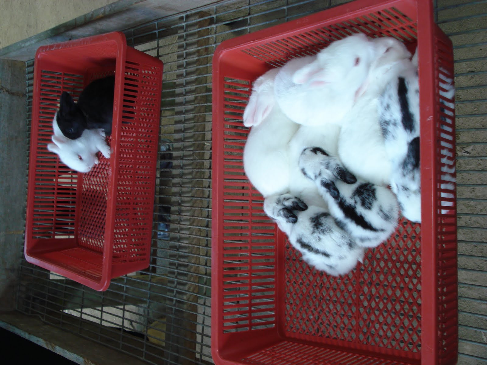 TANJUNG LABUH AGRO FARM: Lawatan ke projek ternakan arnab di kajang