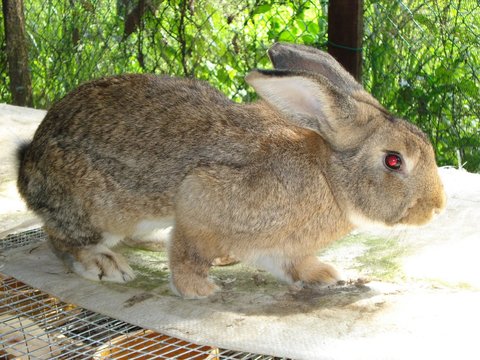 TANJUNG LABUH AGRO FARM: Lawatan ke projek ternakan arnab di kajang
