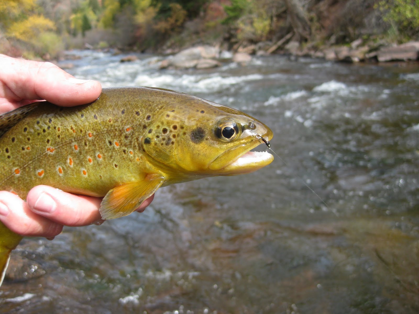 Fly Tying Videos: How to Tie Flies for Freshwater and Saltwater: How To ...