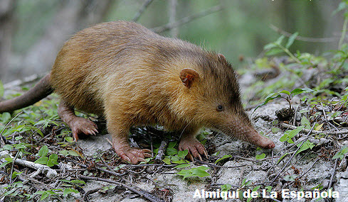 This dead animal is near my house, near a place where Santeria people ...