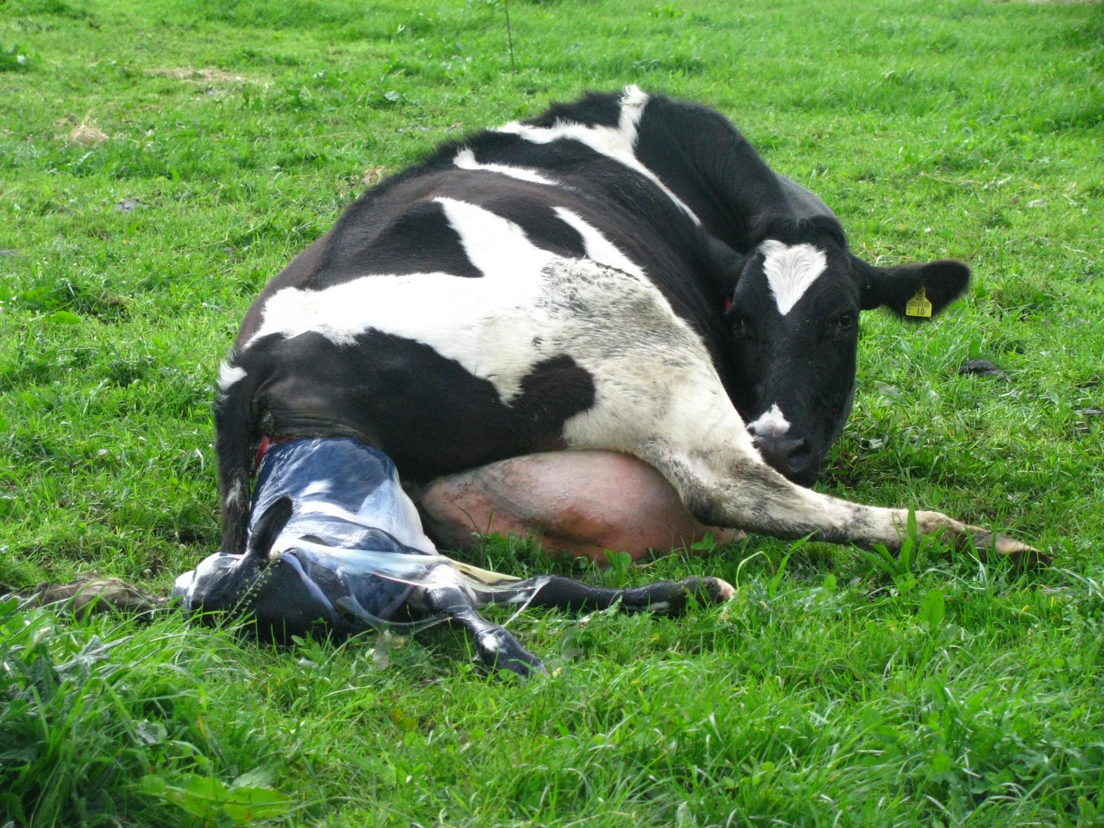 Tales from the Knapsack: Mooloo livin, the Organic way