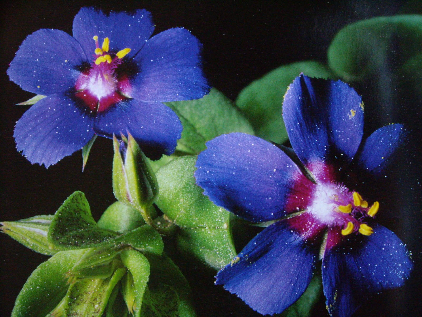 Little girl's World Flowers: Anagallis foemina