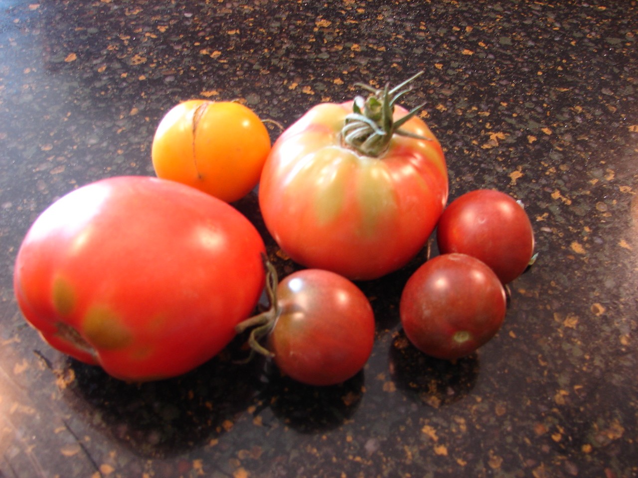 One Love Farm: Tomatoes!