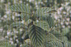 hervariovirtualraulandres