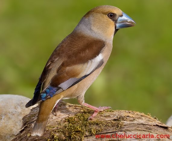 Chelucci Carla Uccelli vivi: esemplari di Frosone disponibili