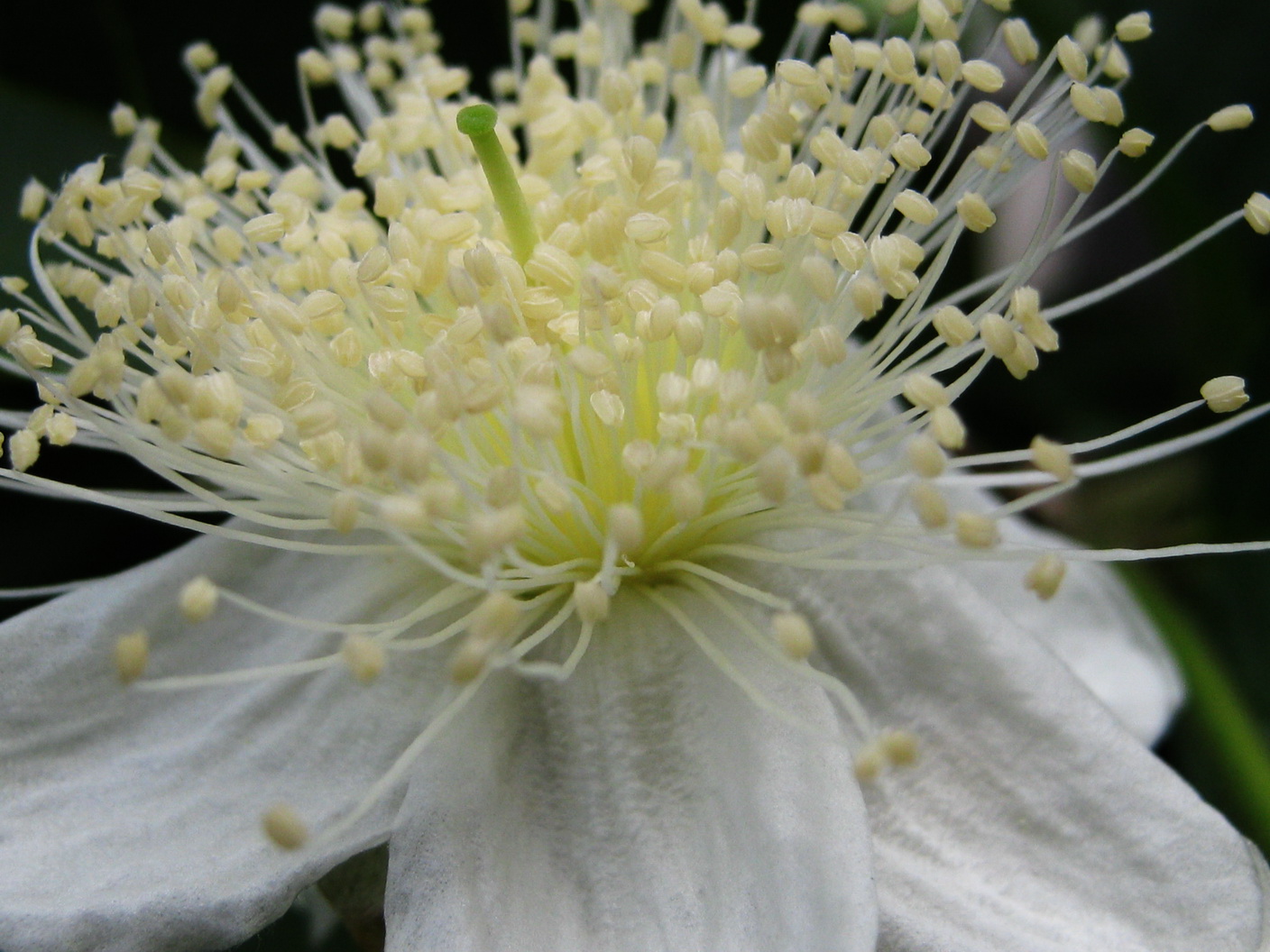 Flowers of Guava