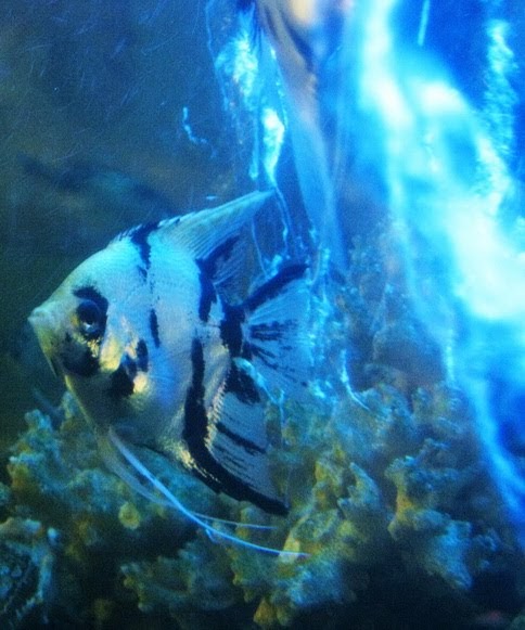 Black Marble Angle Fish
