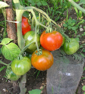 Oh lala les tomates !: STUPICE