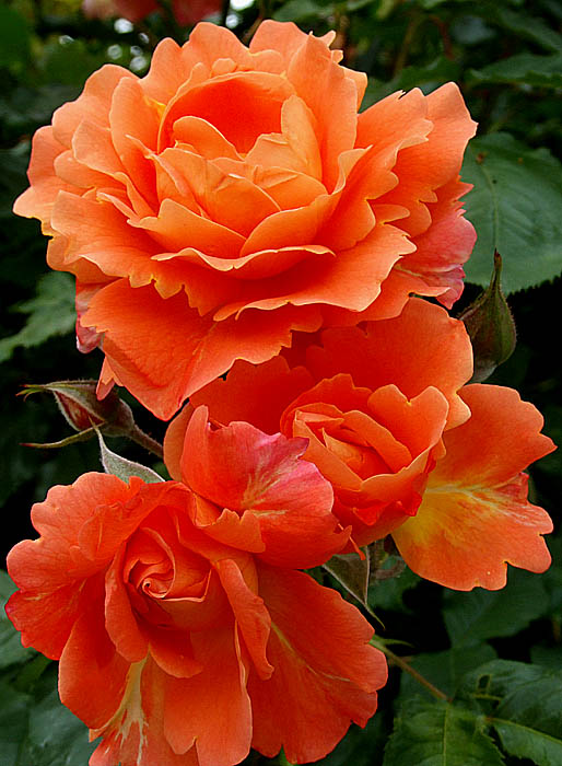 In Terms of Colour...: The natural Colour Orange