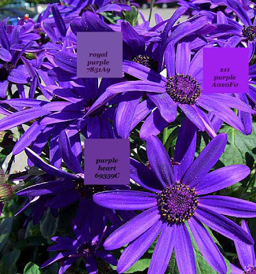 In Terms of Colour...: Nature's Purple Feast - Blooms and Blossoms