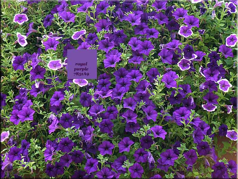 In Terms of Colour...: Nature's Purple Feast - Blooms and Blossoms