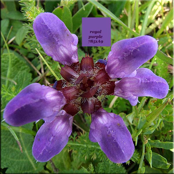 In Terms of Colour...: Nature's Purple Feast - Blooms and Blossoms