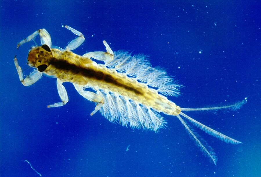 Aquasnail: Acuario para insectos acuáticos: Respiración