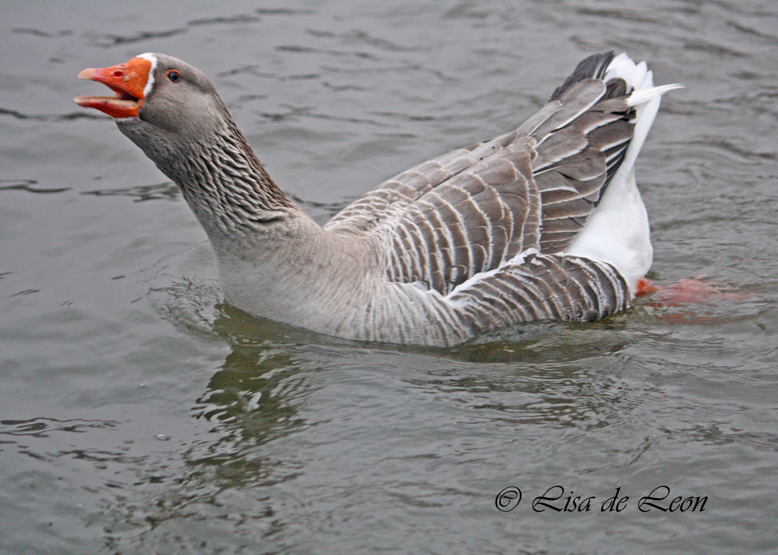 Birding with Lisa de Leon: Greylag Goose