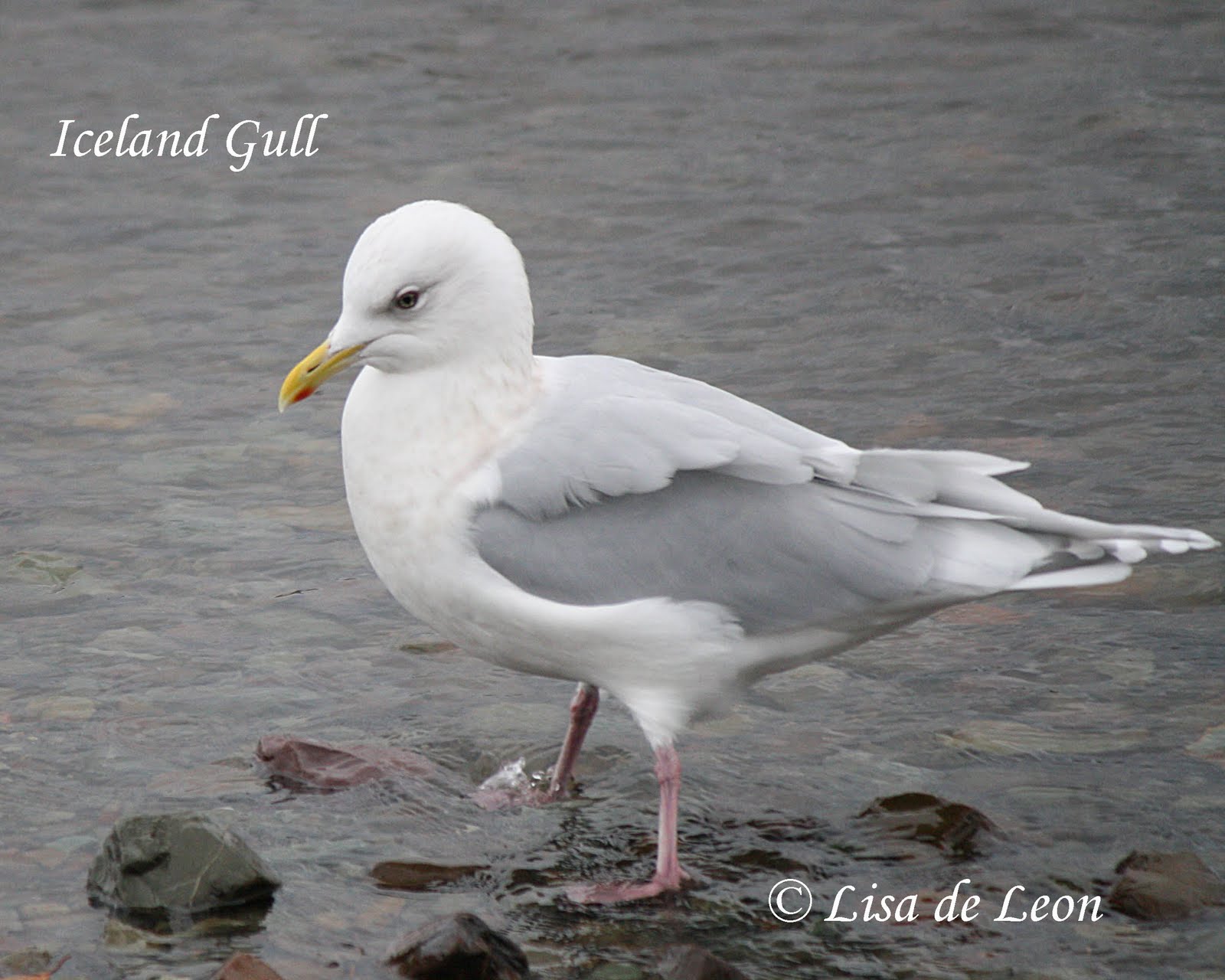 Birding with Lisa de Leon: Iceland Gull