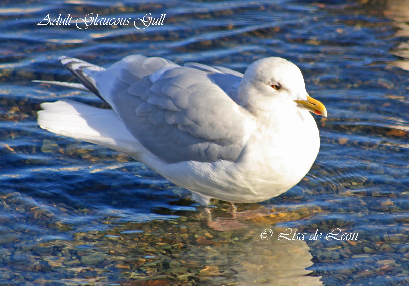 Glaucous Gull - Various Bird Species