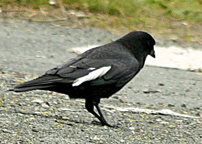 Birding with Lisa de Leon: Crow with White Feather