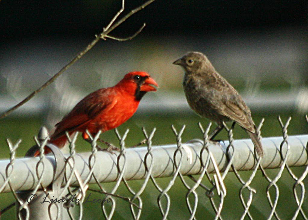 Birding with Lisa de Leon: Northern Cardinal