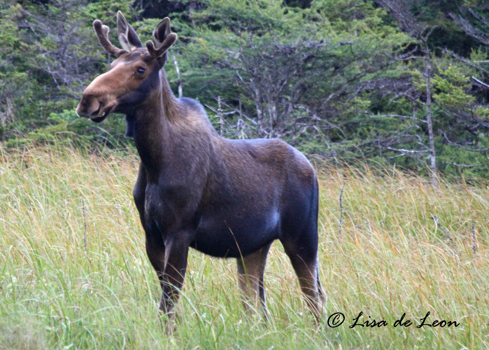 Birding with Lisa de Leon: Moose, Caribou, Deer and Coyote