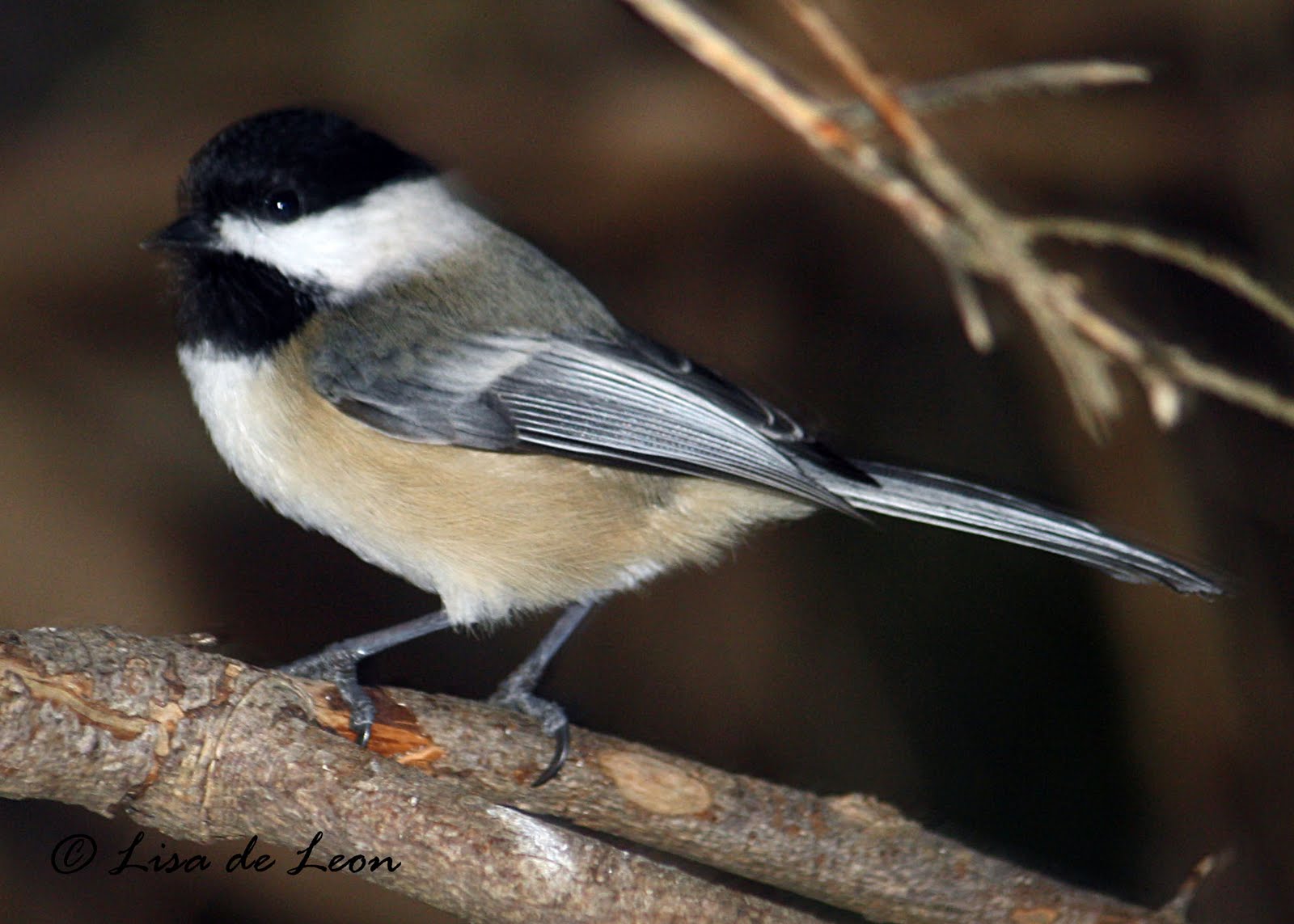 Birding with Lisa de Leon: Black-capped Chickadee