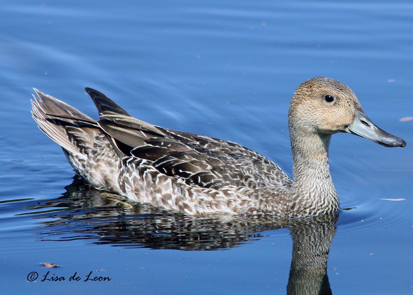Birding with Lisa de Leon: Northern Pintail