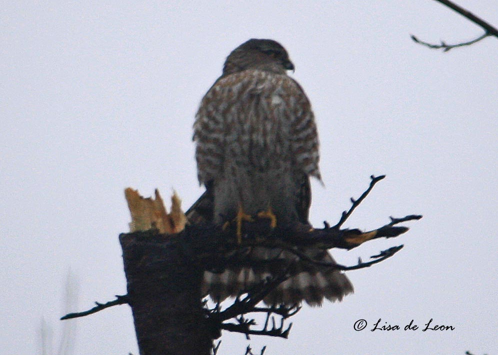 Birding with Lisa de Leon: Sharp-shinned Hawk