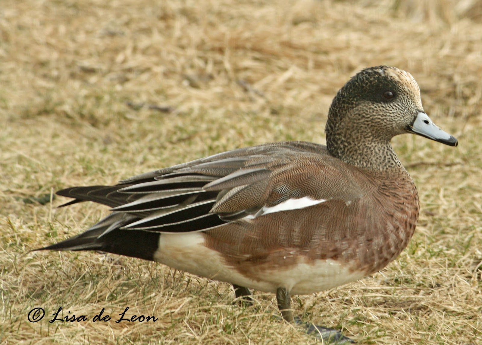 Birding with Lisa de Leon: American Wigeon