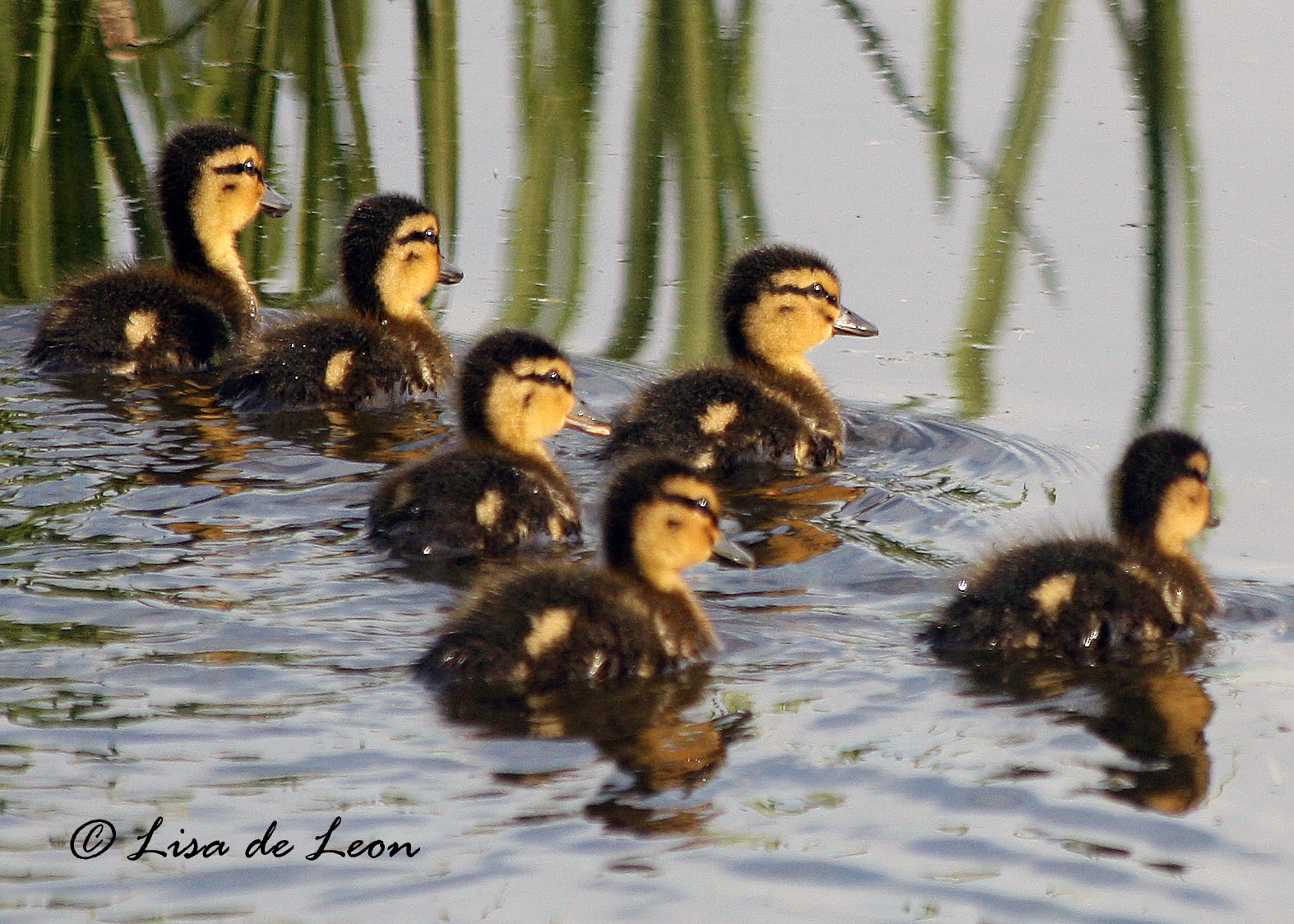 Birding with Lisa de Leon: American Black Duck