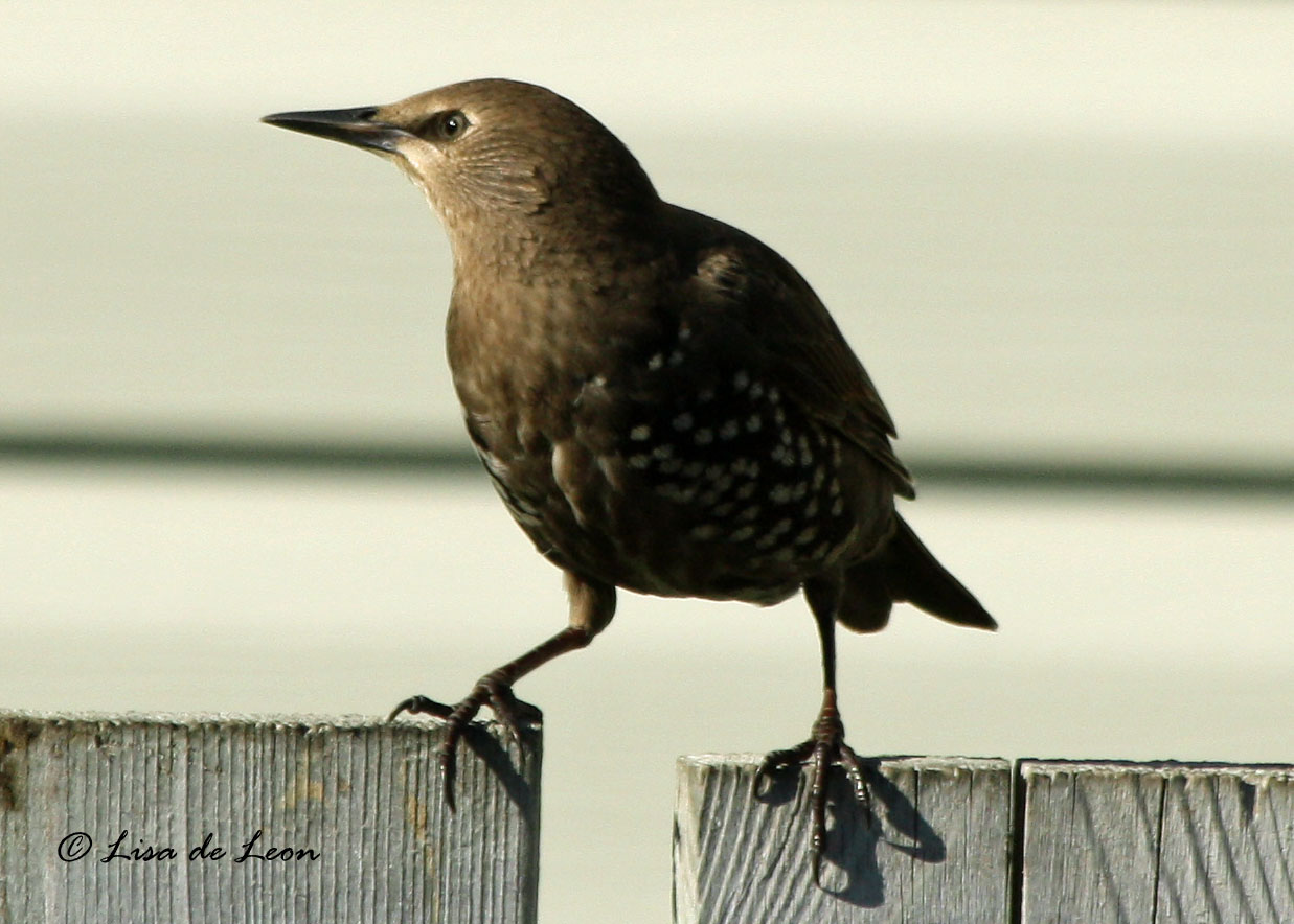 Birding with Lisa de Leon: European Starling