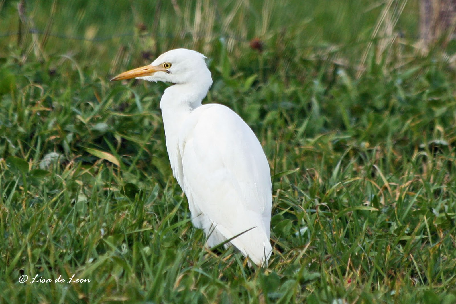 Birding with Lisa de Leon: Rare Bird Sightings (Newfoundland 2010)