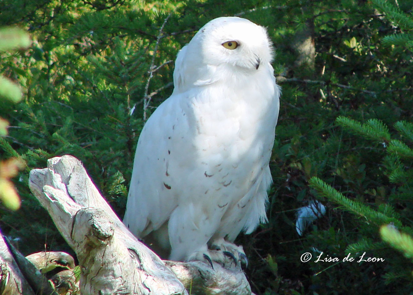 Birding with Lisa de Leon: Snowy Owl