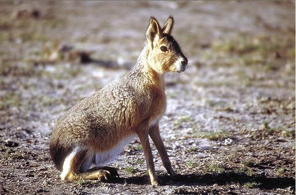 Fauna de la Provincia de Santa Fe: MARA O LIEBRE CRIOLLA