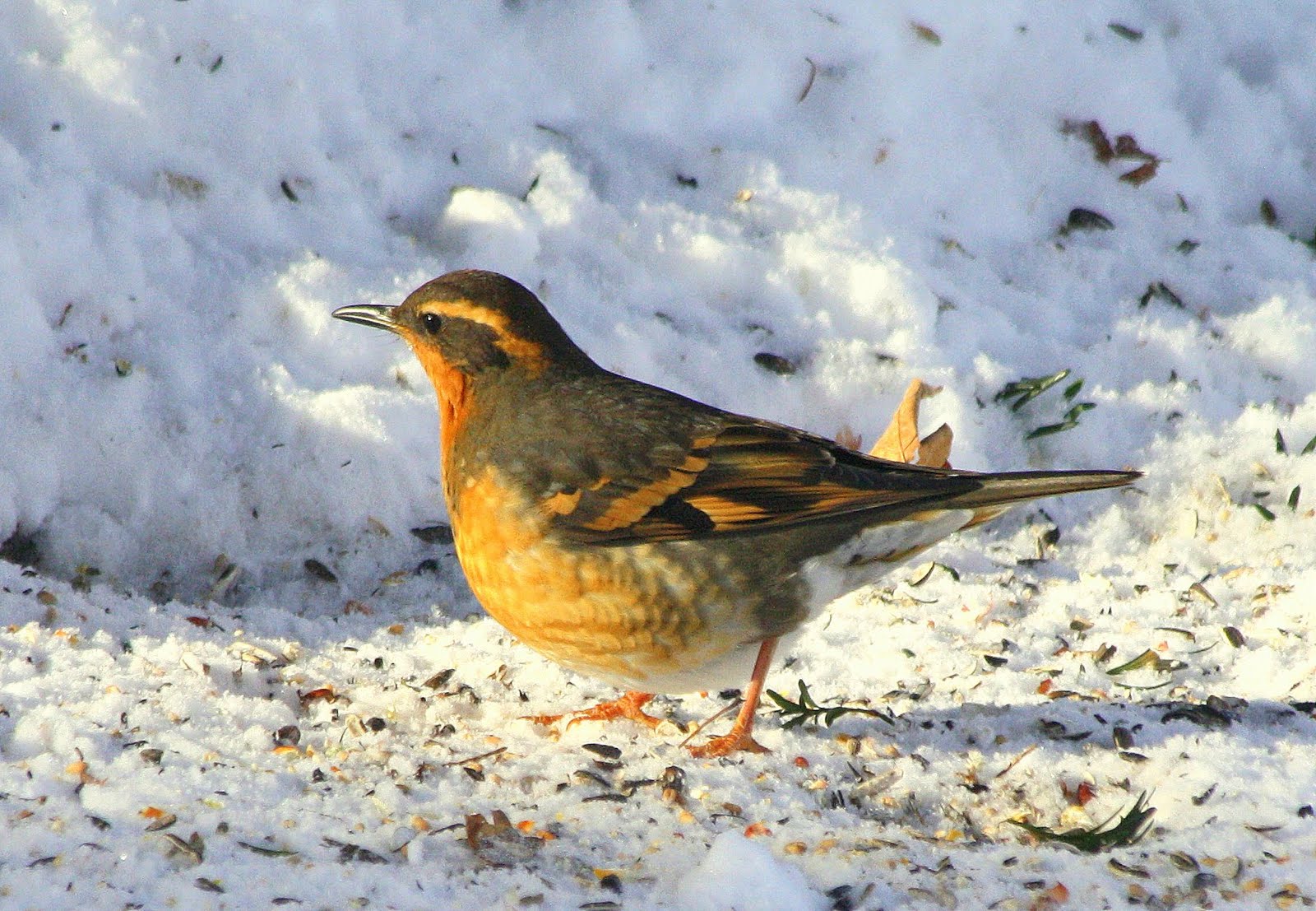 A Varied Thrush in Ontario - Travels With Birds