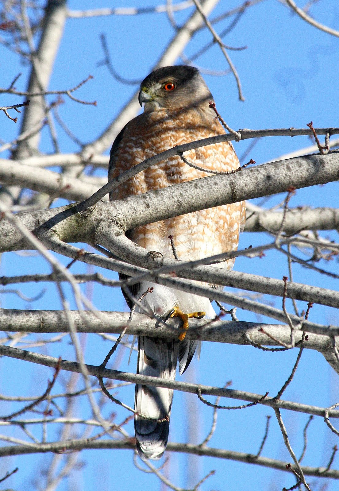 Cooper's Hawk in Waterloo, ON - Travels With Birds