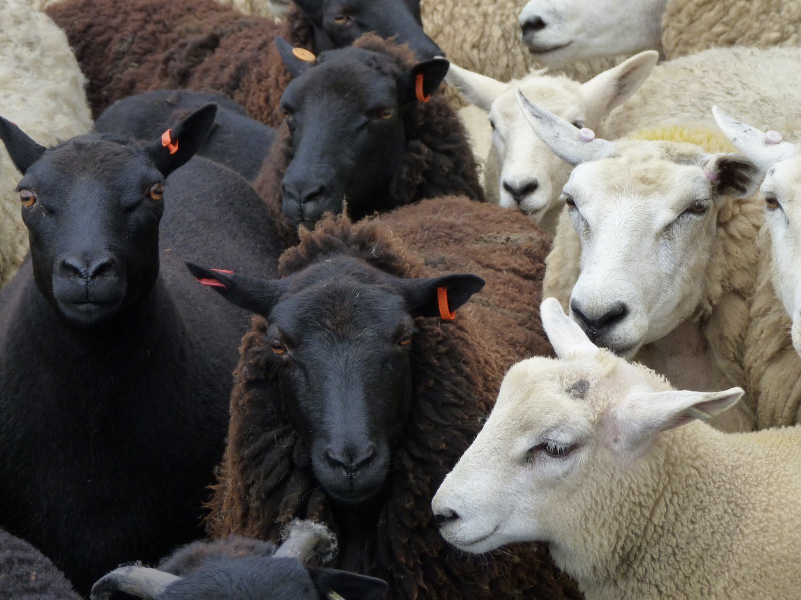 Church Farm, Ardeley: Sheep shearing and wool production