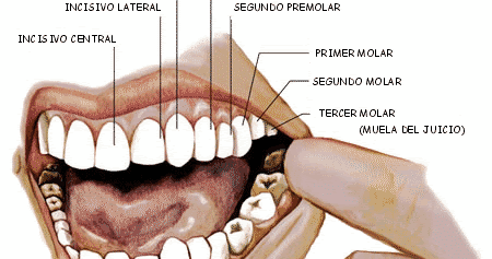 IDENTIFICACIÓN HUMANA ESPECIALIZADA: Tipos de Dentición