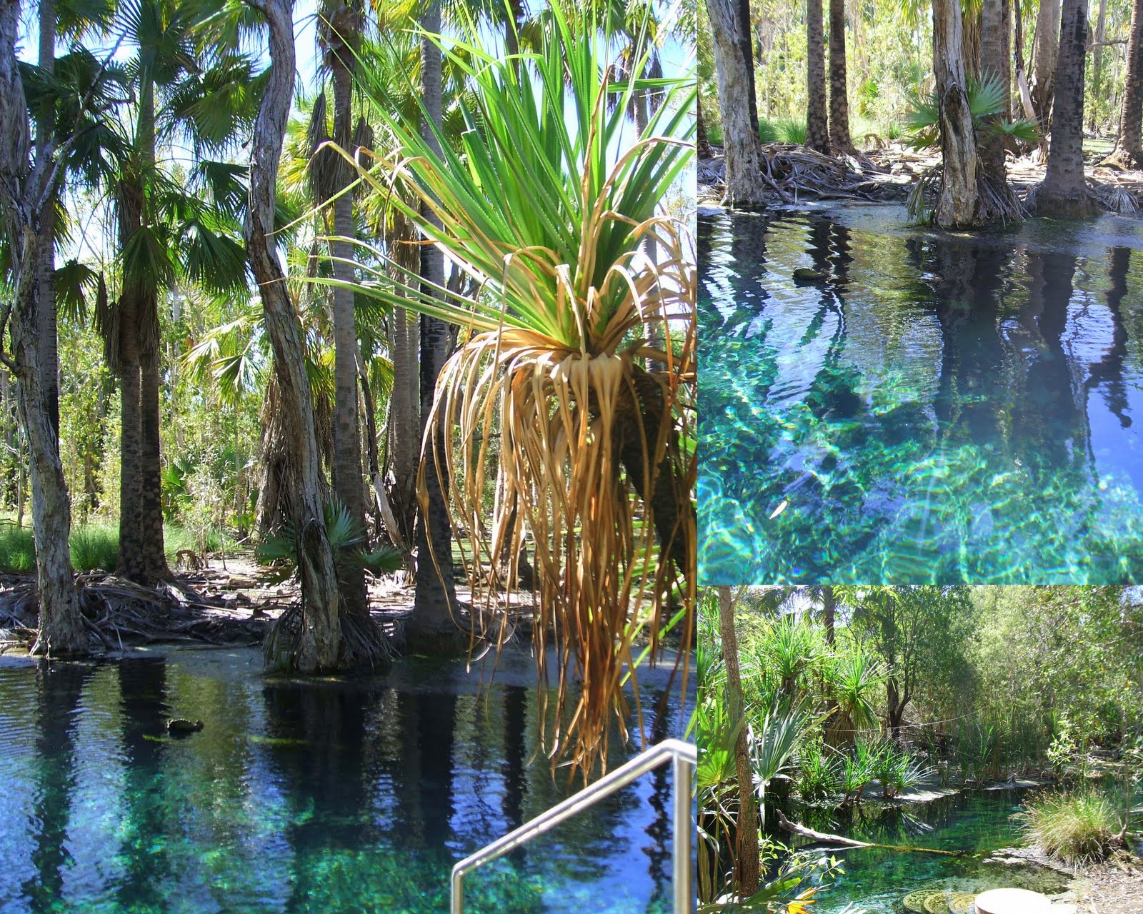Australia Wild: Mataranka thermal pool