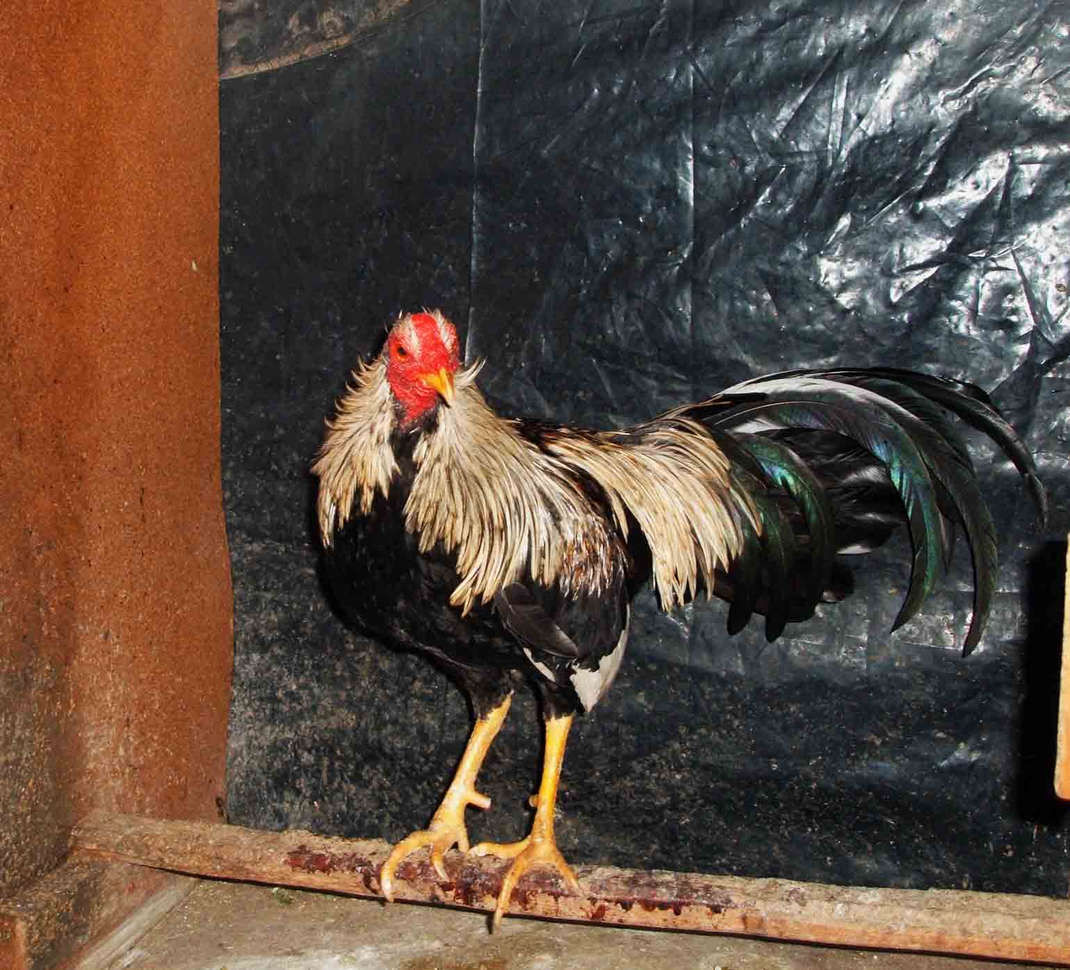 VITI DE VIAJE: XVI. Condega