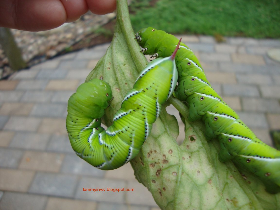 Simple Pleasures: Tomato Hornworm