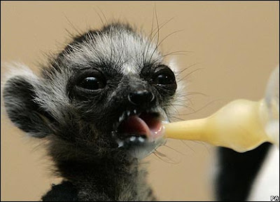 O Mundo em que Não Conhecemos: Filhotes feios