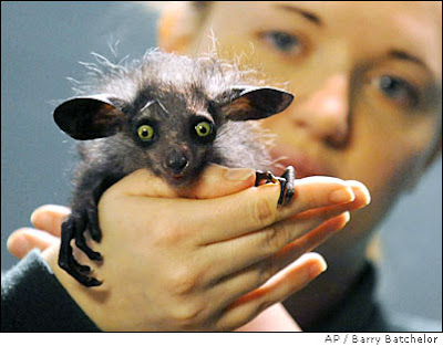 O Mundo em que Não Conhecemos: Filhotes feios