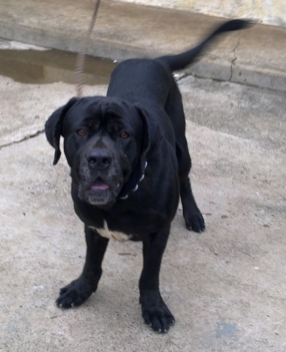 PetLovers: NUESTRAS MASCOTAS!!!