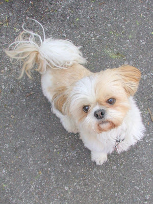 purplebabydaddies: It's all about the Shi-chi's