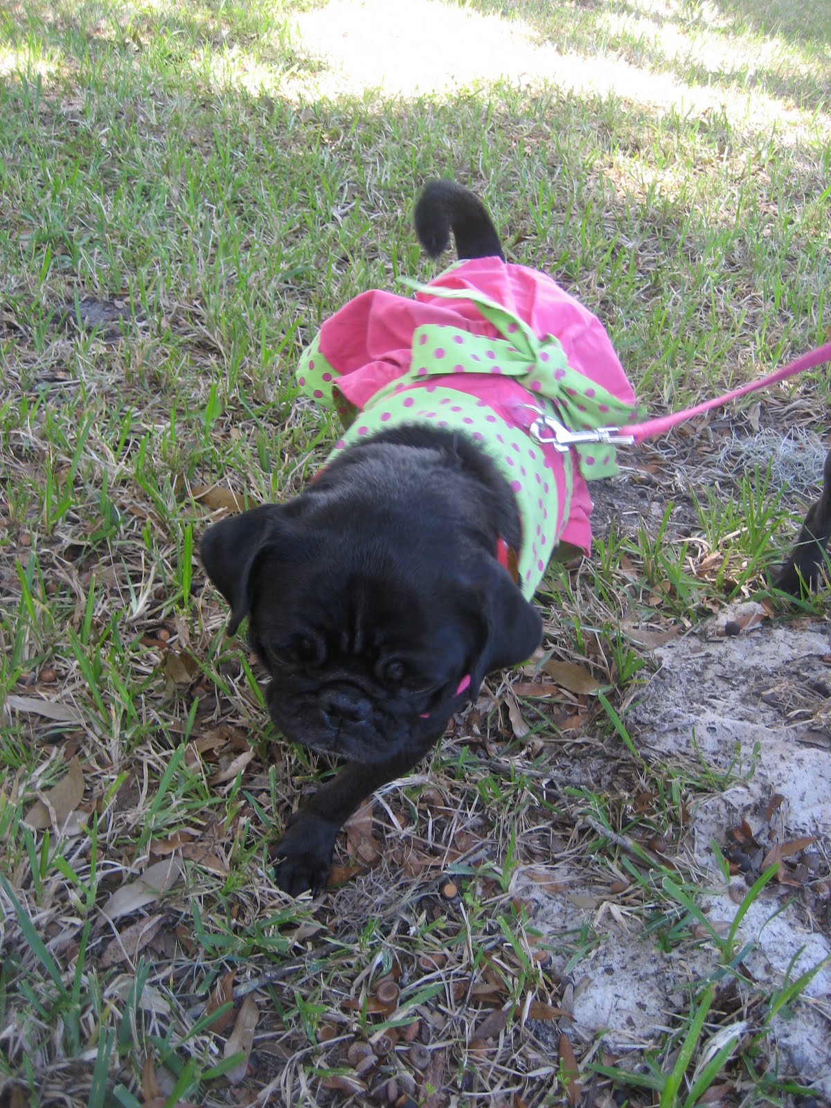 Wild Alaskan Mountain Pug>>>>>>in FLORIDA!: Puggy Meet Up