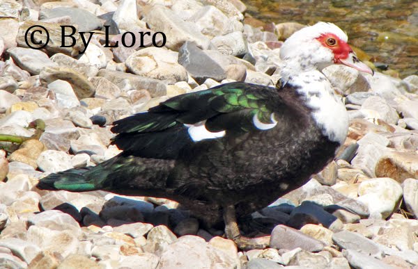Fotos de aves by Loro: Pato Mudo o Pato Criollo (Cairina moschata)