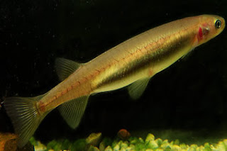 Acuac Blog: Guía de peces nativos en aguas continentales del sur de Chile