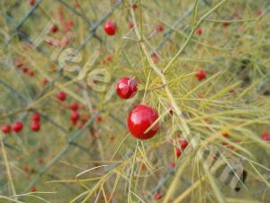 Jah Loodusele!: Pildid 2. (Heleri)