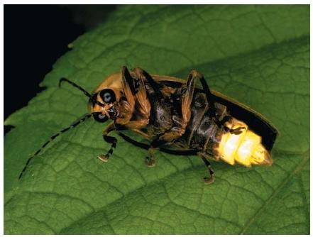 ¿Sabías por qué?...pueden producir luz algunos insectos durante la ...
