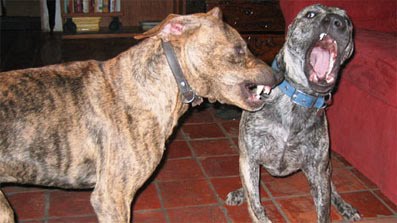 Karen Romero Hndz!!: perros peligrosos, perros de ataque....