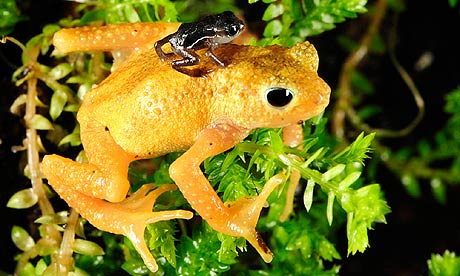 The Kihansi Spray Toad
